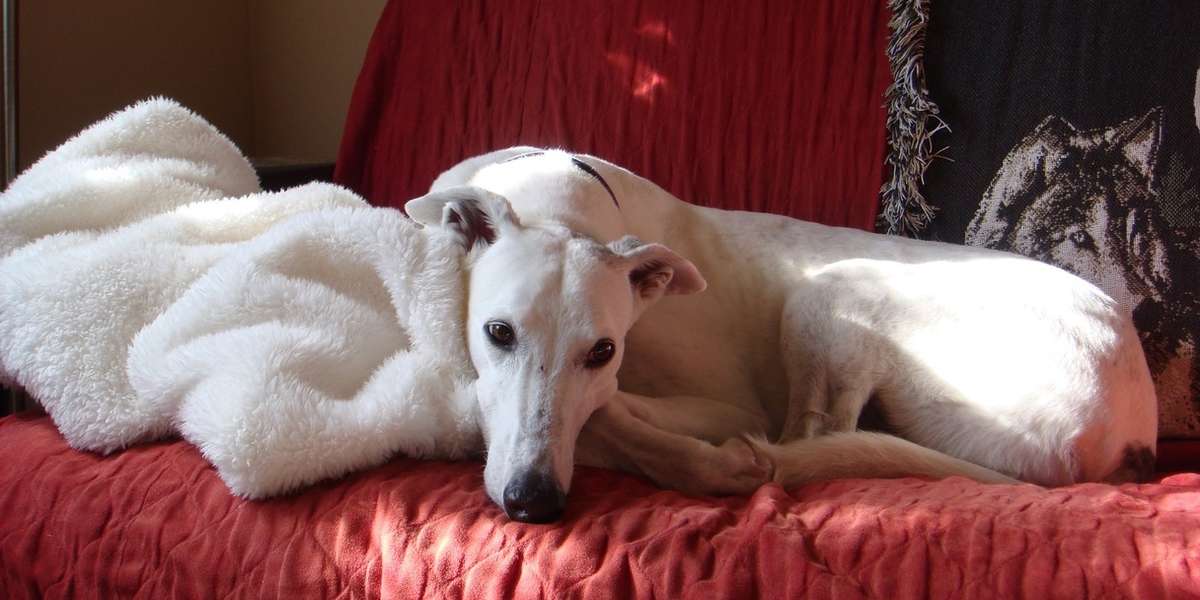 Electrocuted Dog Shines Light On Greyhound Racing's Dark Secrets - The Dodo