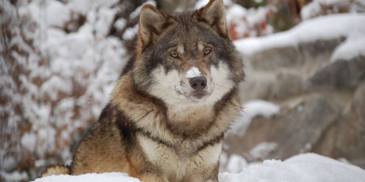 Idaho Wolf Killing Contest Sparks Outcry - The Dodo