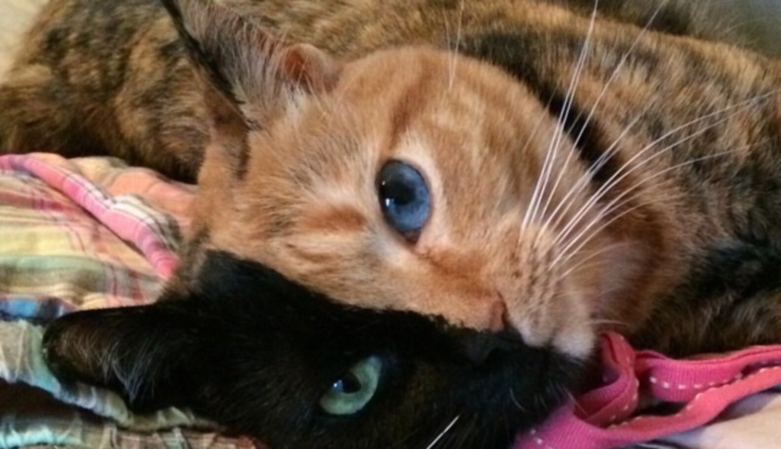 Venus The Two-Faced Cat Is A Marvelous Mystery - The Dodo