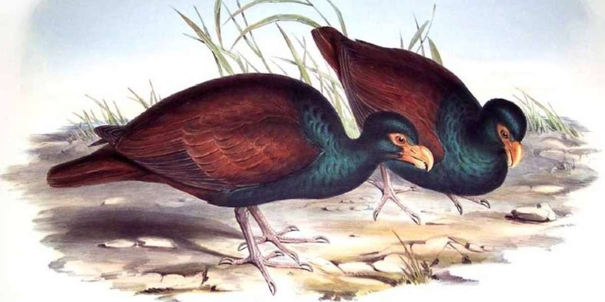 There's Still Time To Save Little Dodos From Extinction - The Dodo