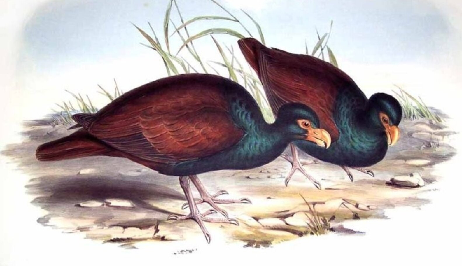 There's Still Time To Save Little Dodos From Extinction - The Dodo