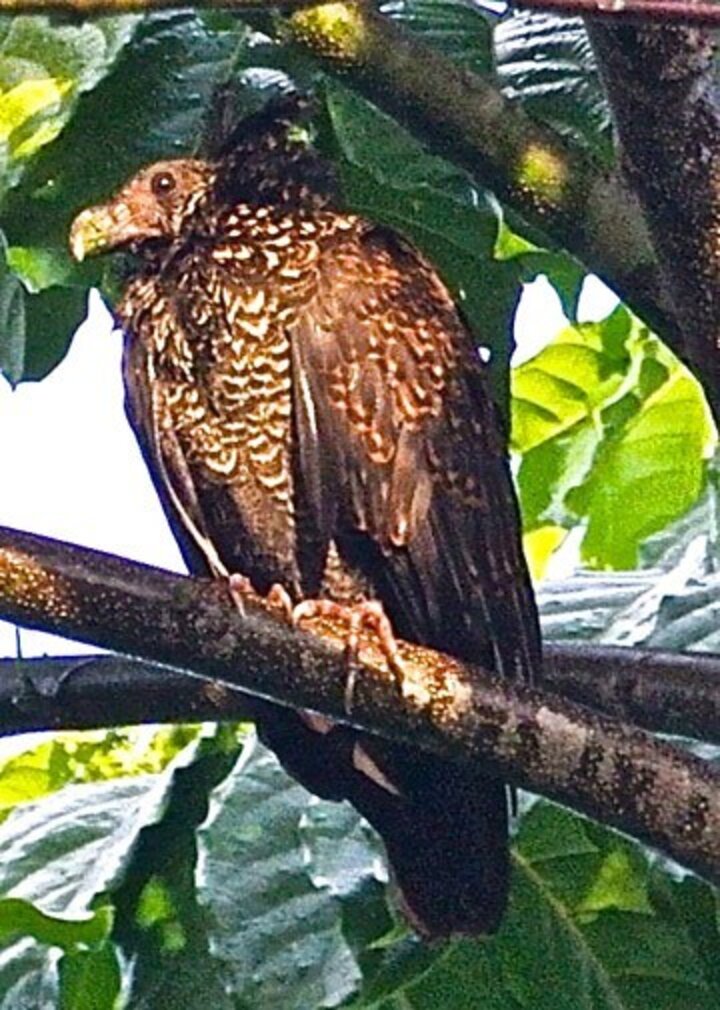 There's Still Time To Save Little Dodos From Extinction - The Dodo