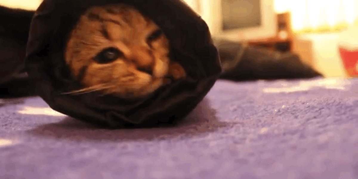 The 5 Best Videos Of The Week - The Dodo