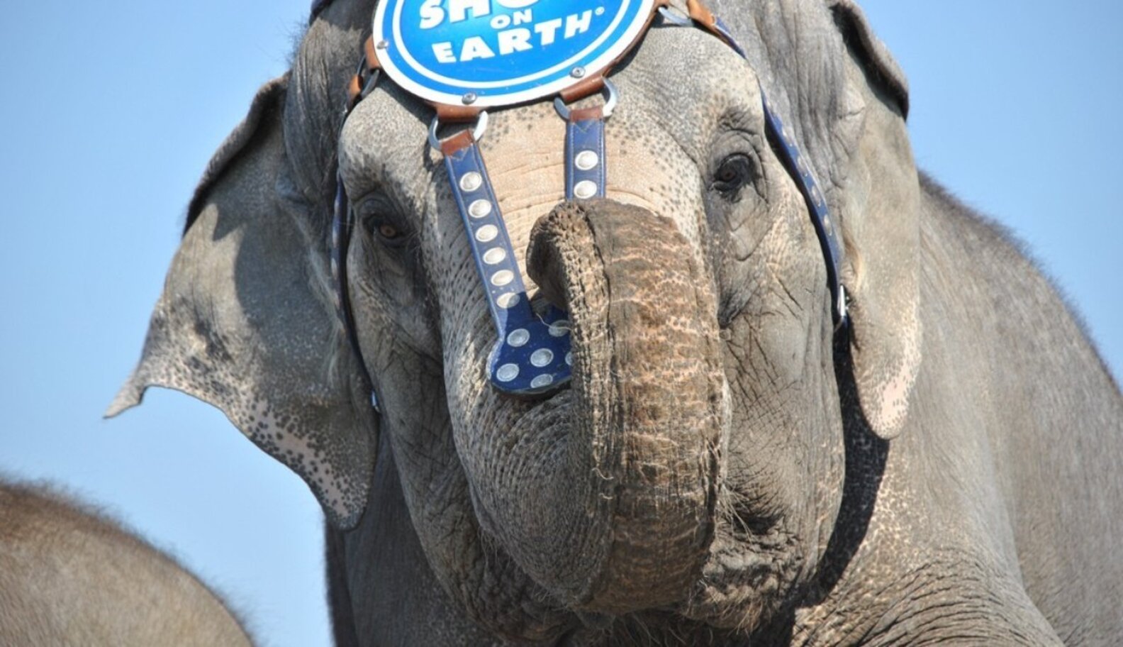12-Year-Old Leads Protests Against Ringling Bros. Circus In Brooklyn ...