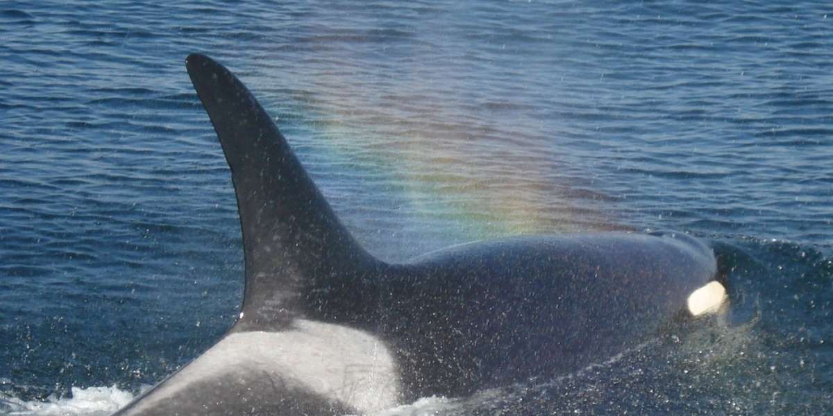 The Life -- And Death -- Of Splash, Another Disturbed SeaWorld Orca ...