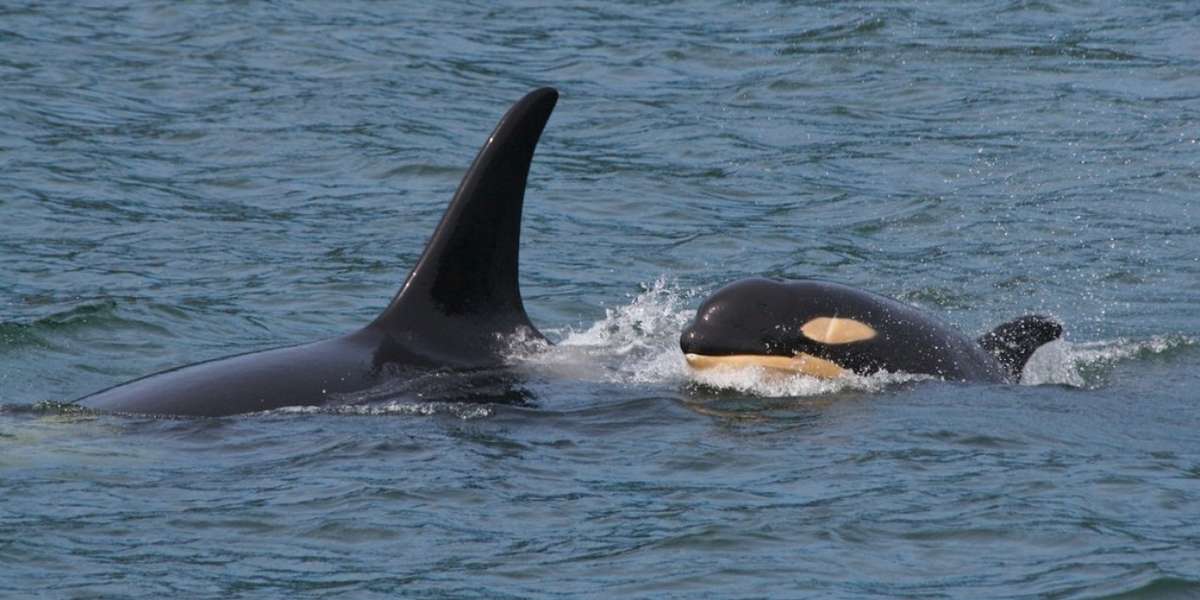 World’s Oldest Orca (She’s 103!) Spotted Along Canadian Coast - The Dodo