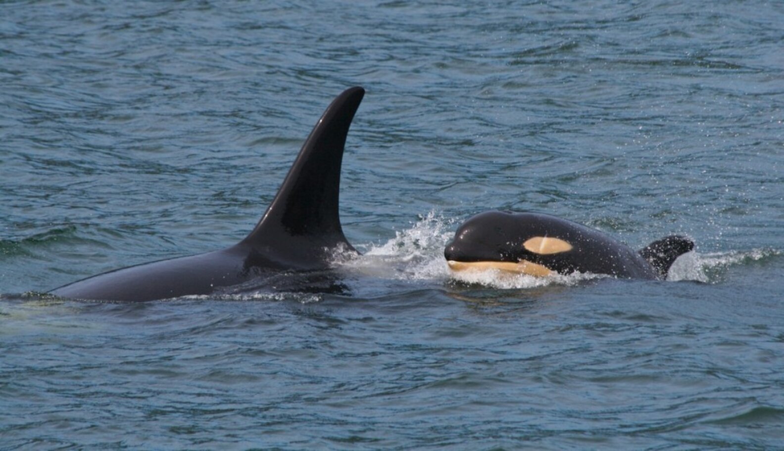 World’s Oldest Orca (She’s 103!) Spotted Along Canadian Coast - The Dodo