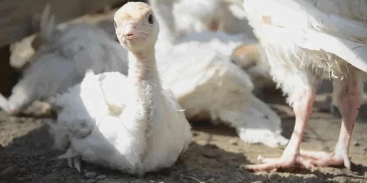 Watch 24 Baby Turkeys Who Grew Up In A Factory Farm Take Their First ...