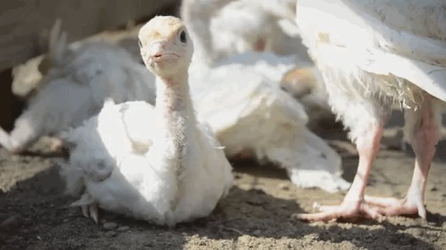 Watch 24 Baby Turkeys Who Grew Up In A Factory Farm Take Their First ...