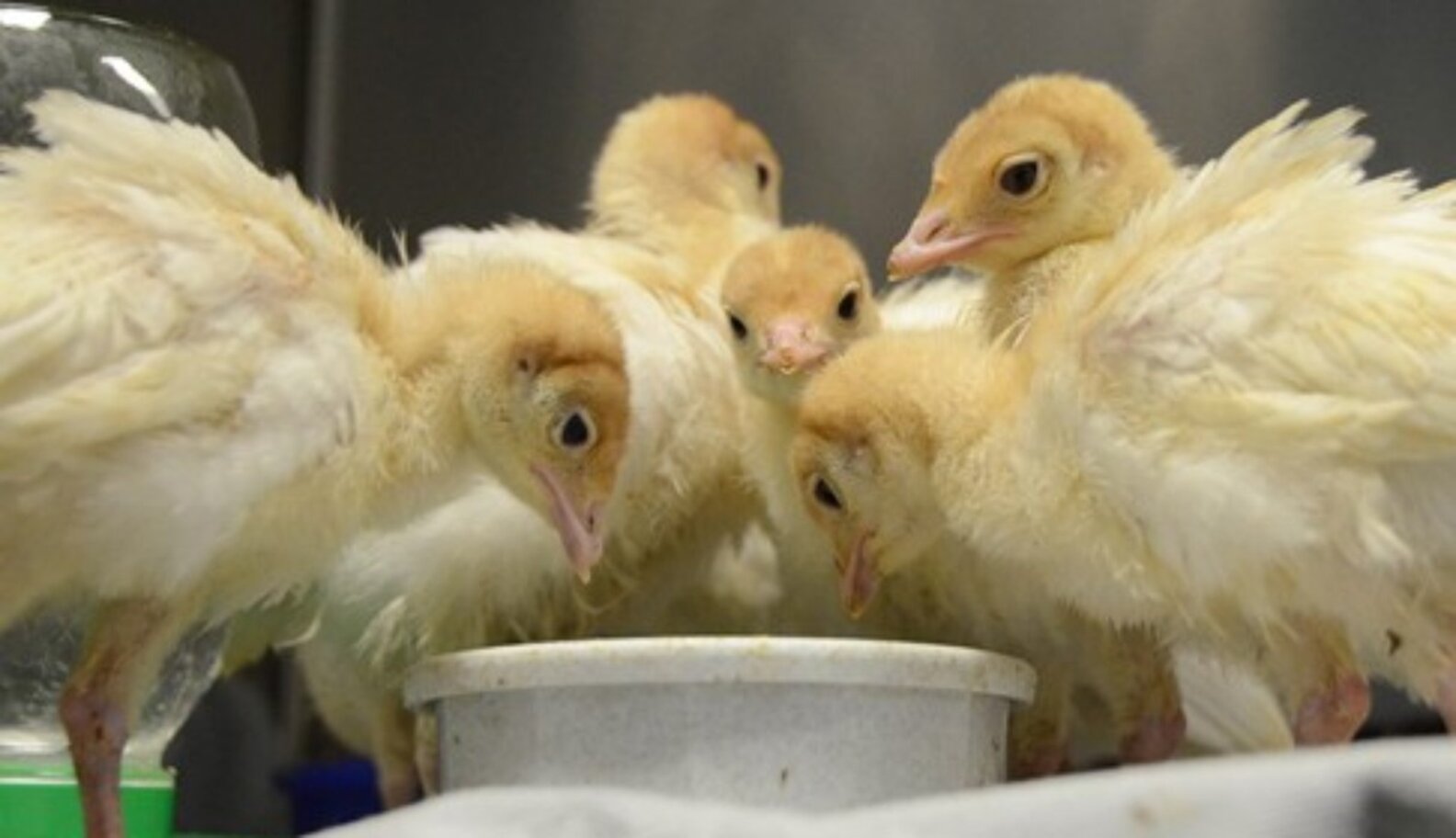 Watch 24 Baby Turkeys Who Grew Up In A Factory Farm Take Their First ...
