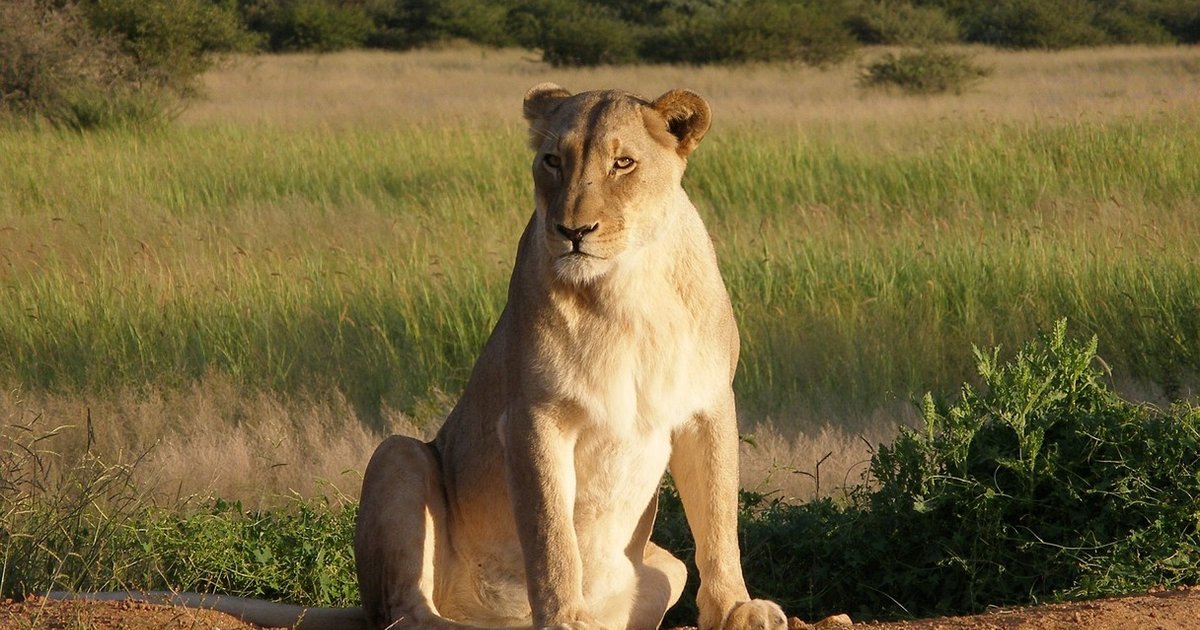 Senegal's Lions Are Almost Gone, But There Are Ways To Change That ...