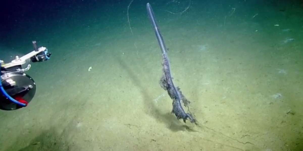Deep Sea Explorers Stumble Upon A Creature They Can Hardly Believe Is ...