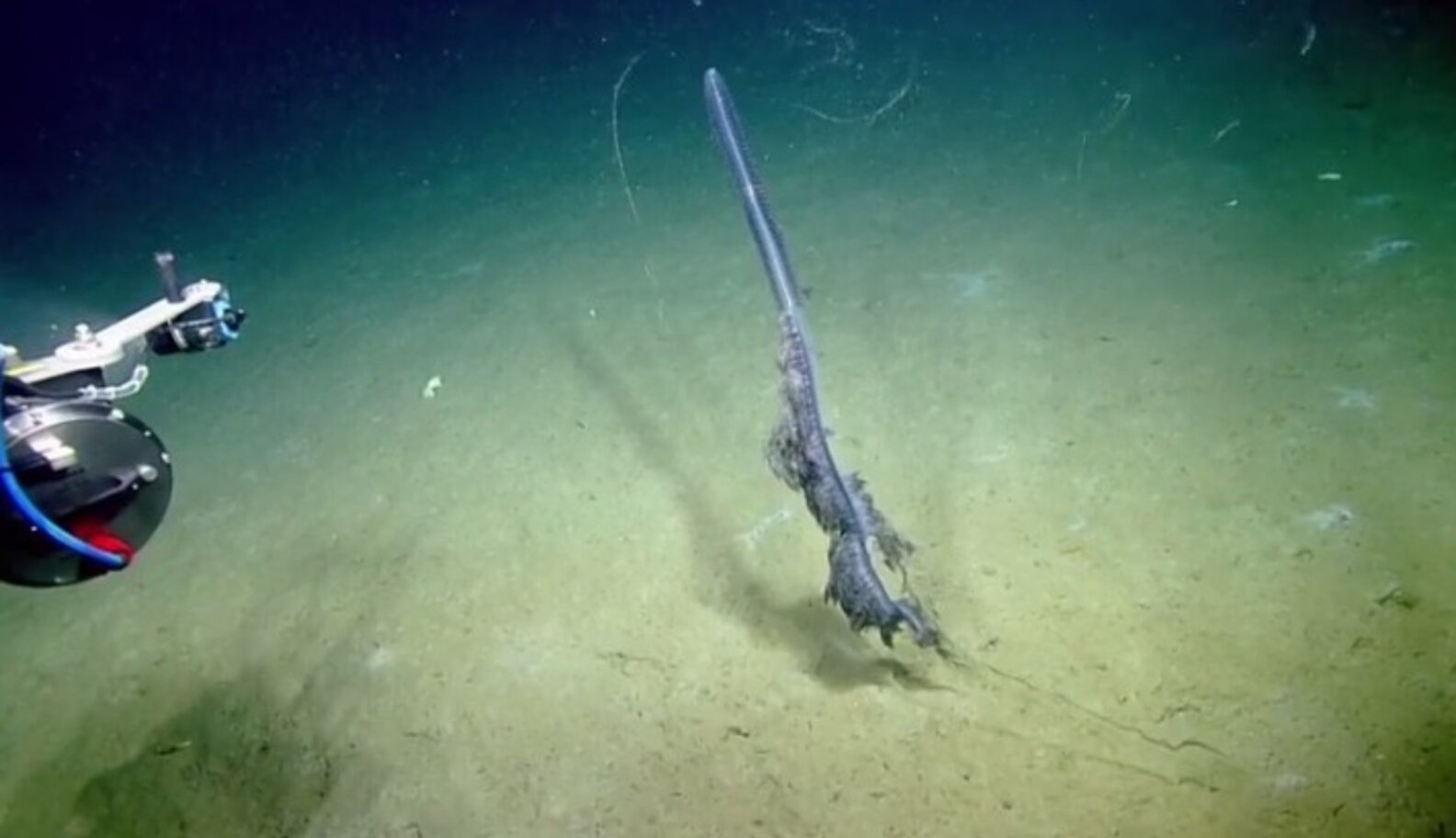 Deep Sea Explorers Stumble Upon A Creature They Can Hardly Believe Is ...