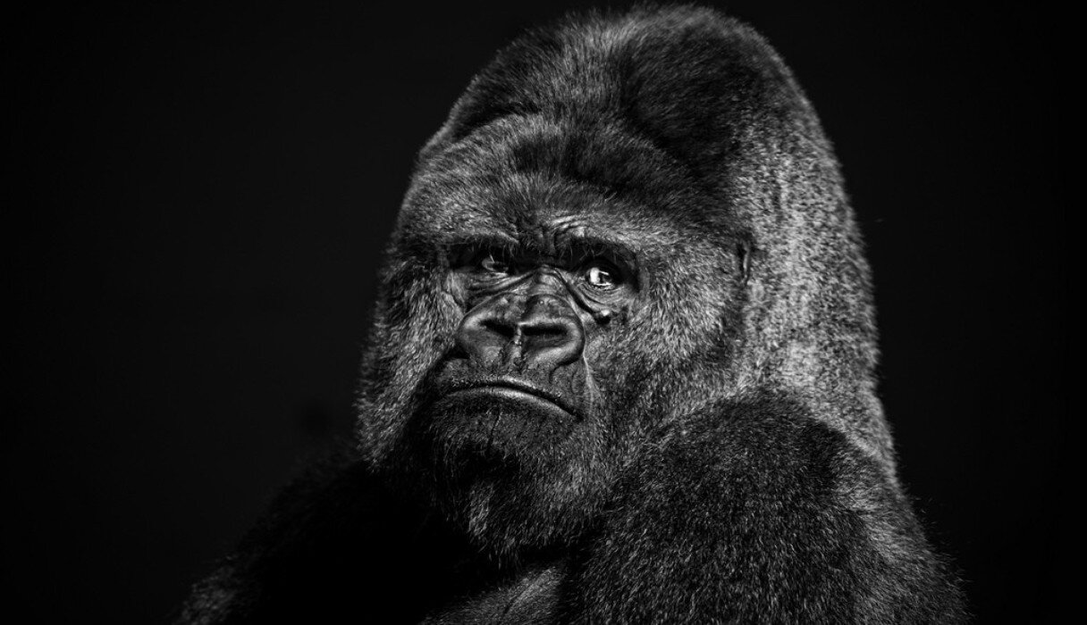 Gorilla Crying