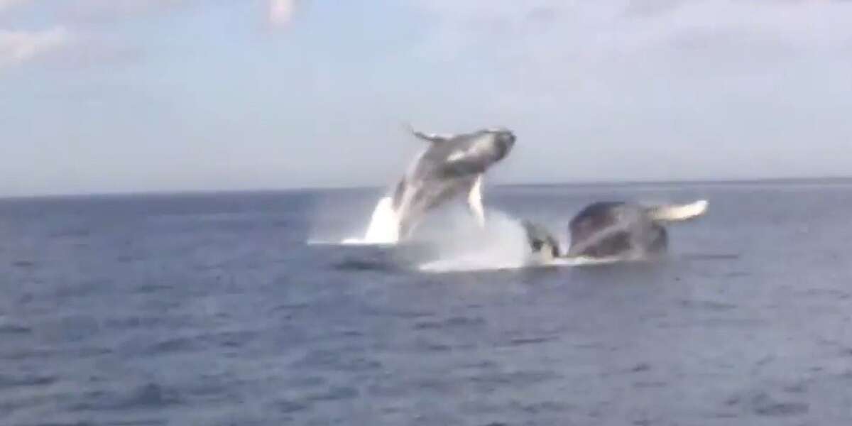 Double Breach: “Holy Grail” Of Whale Watching Caught On Film - The Dodo