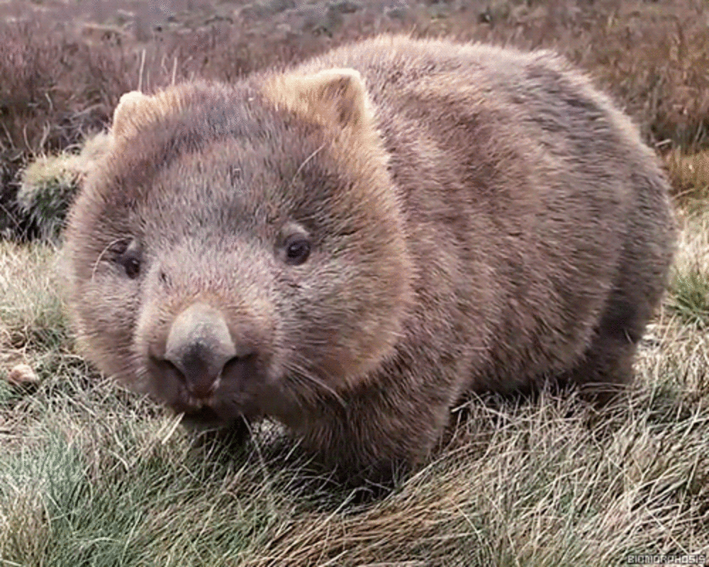6 Reasons Wombats Are Exceptionally Cool Creatures - The Dodo