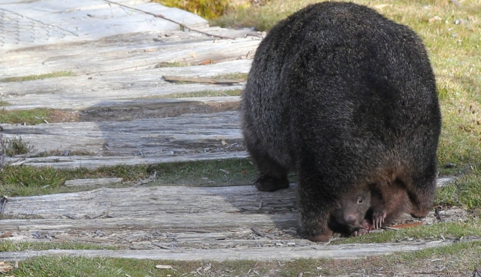 6 Reasons Wombats Are Exceptionally Cool Creatures - The Dodo