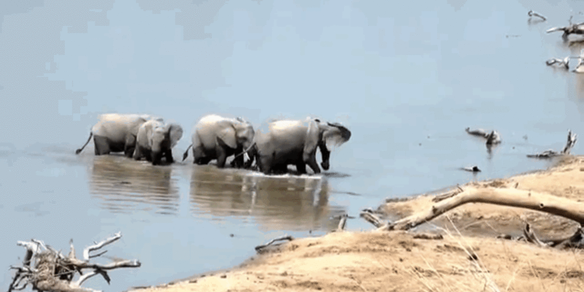 6 Heroic Animal Mothers Who Save Their Babies From Predators - The Dodo