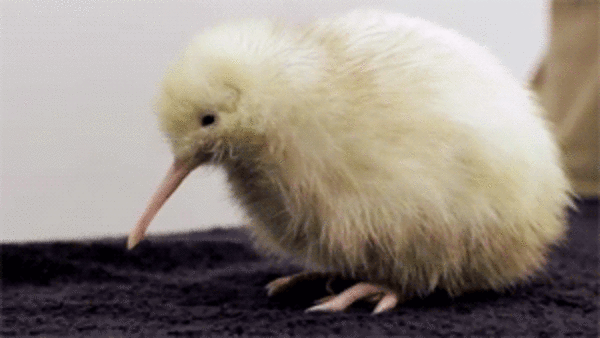 7 Curious Facts That Prove Kiwis Are Amazing Little Birds - The Dodo