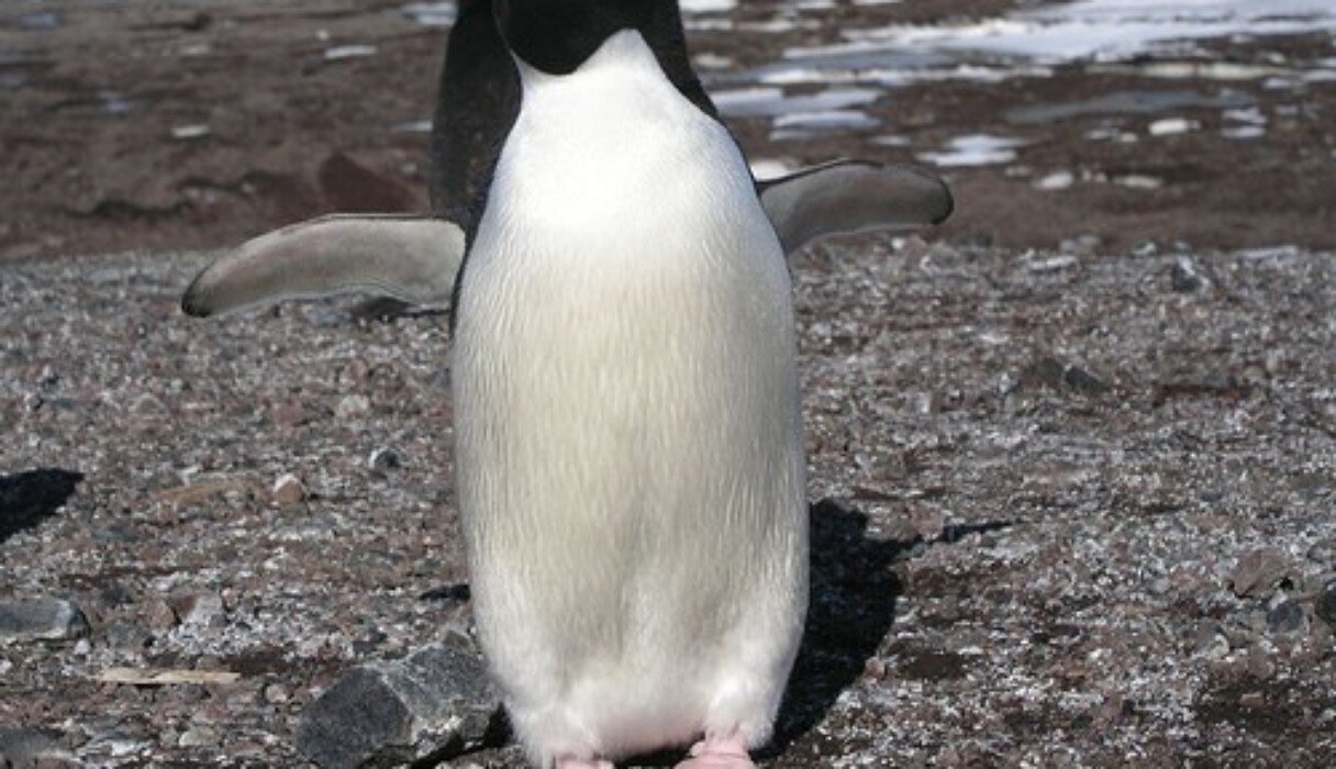 8 Unusual Behaviors Animals Share With Humans - The Dodo