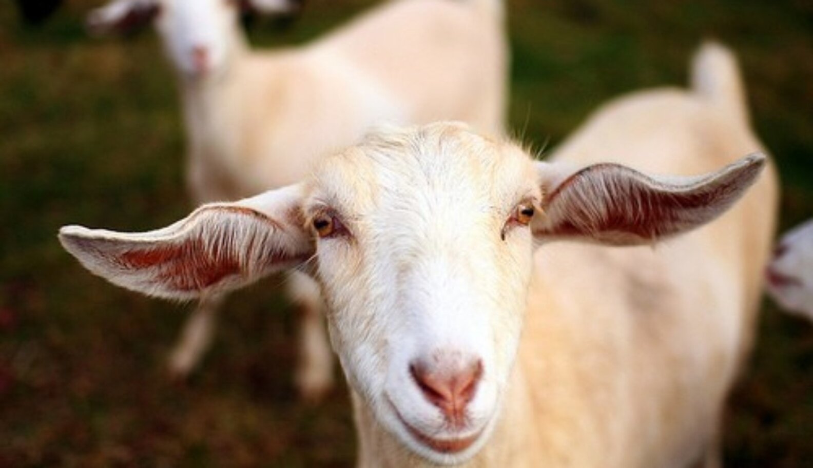 8 Unusual Behaviors Animals Share With Humans - The Dodo