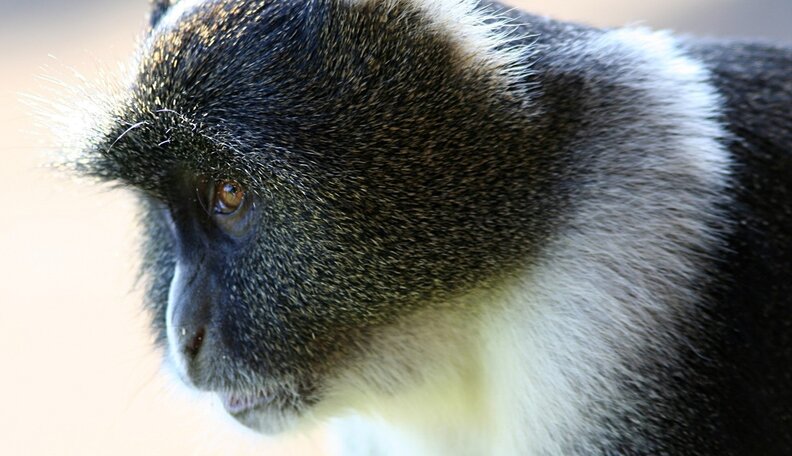 How Brilliant Monkeys Escape Predators By Using Field Scientists As ...