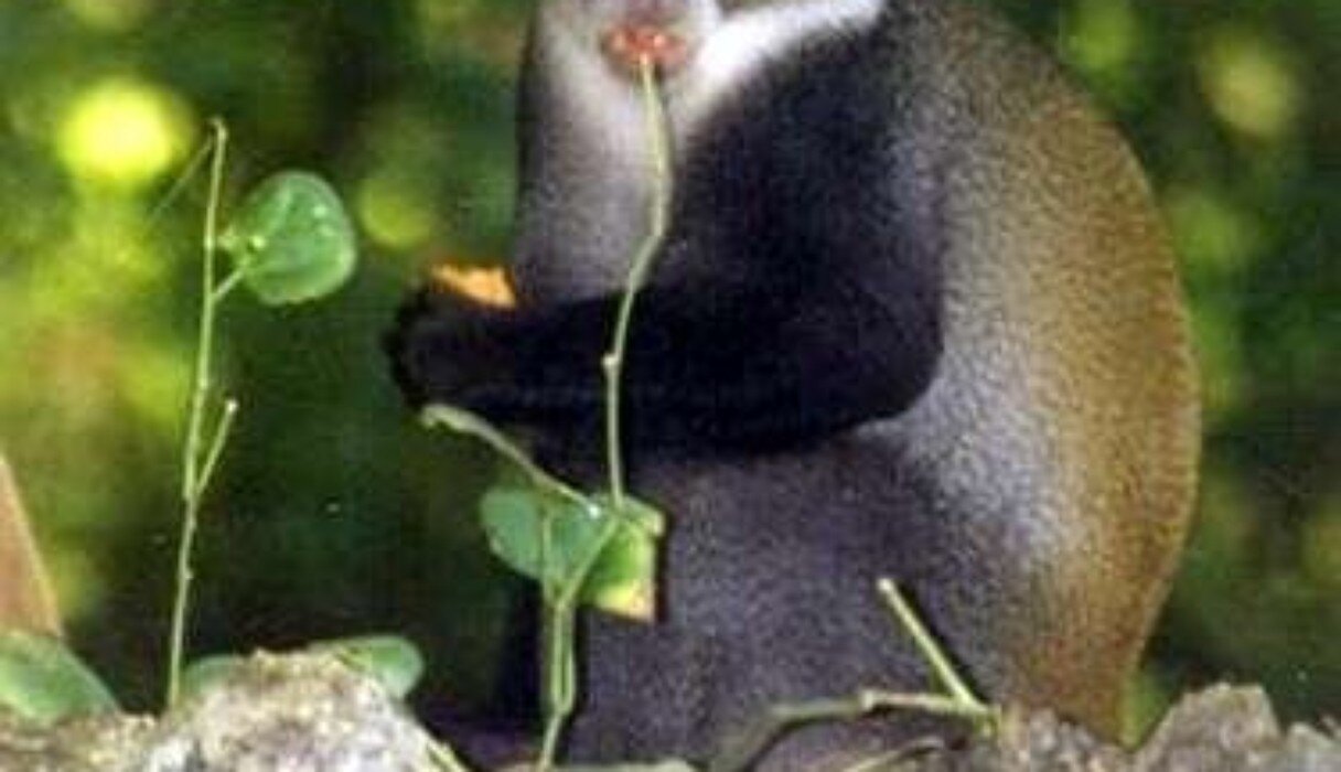 How Brilliant Monkeys Escape Predators By Using Field Scientists As ...