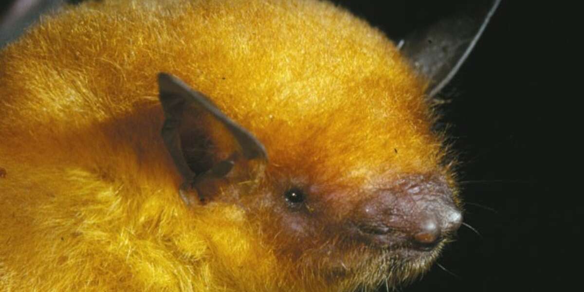 Fuzzy, Golden Bat Species Discovered In Bolivia - The Dodo