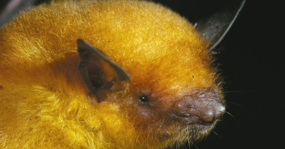 Fuzzy, Golden Bat Species Discovered In Bolivia - The Dodo