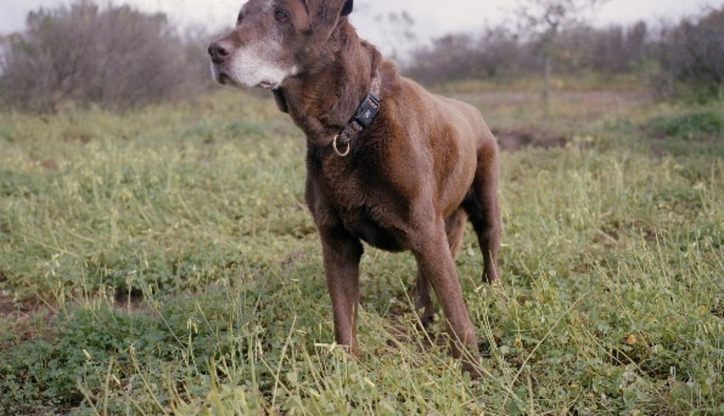 Look At These Poignant Portraits Of 9/11 Search Dogs, 12 Years Later ...