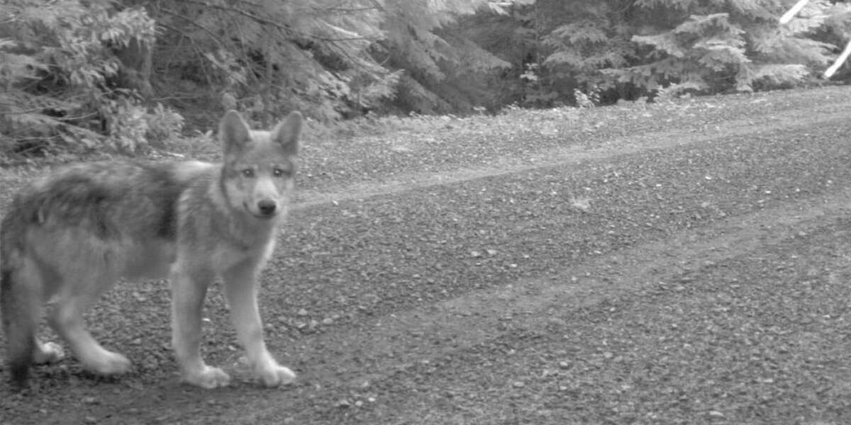 First Wolves Born In Oregon Cascades Since The 1940s Caught On Camera ...