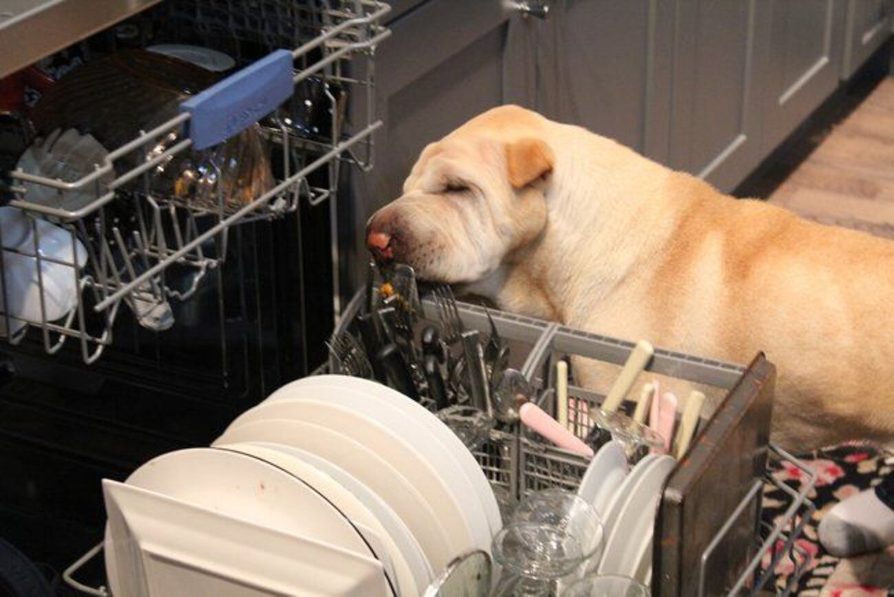 10 tips for making your dishwasher more efficient - The Dodo