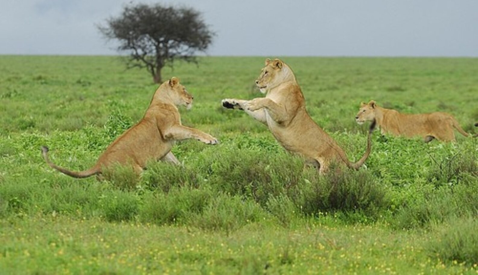 Grrrl Power: 9 Badass Females In The Animal Kingdom - The Dodo