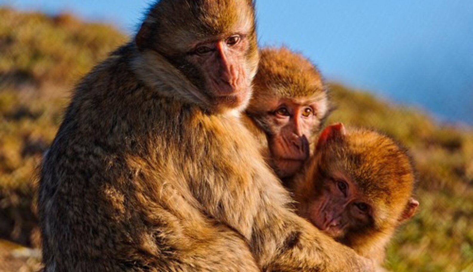 Grrrl Power: 9 Badass Females In The Animal Kingdom - The Dodo