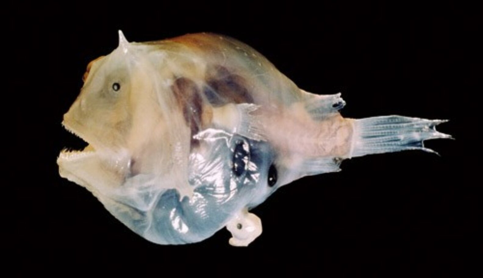 Grrrl Power: 9 Badass Females In The Animal Kingdom - The Dodo