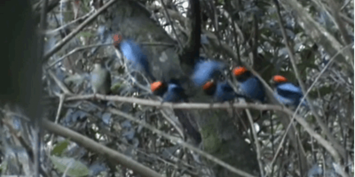 Watch The World's Most Polite Birds Wait In Line To Greet A Potential ...