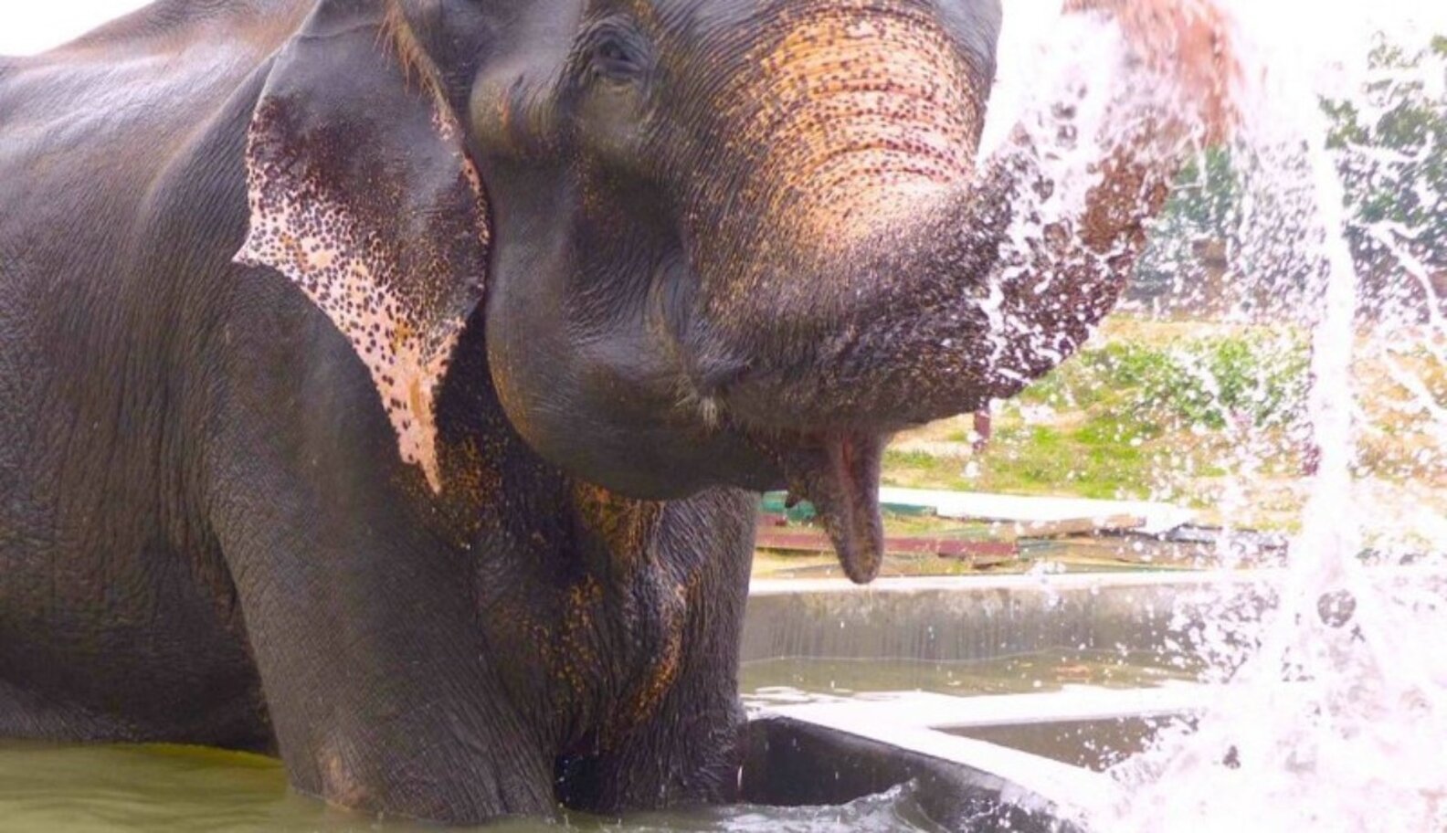 Once "Weeping," Now The Elephant Raju Is Basking In Freedom - The Dodo