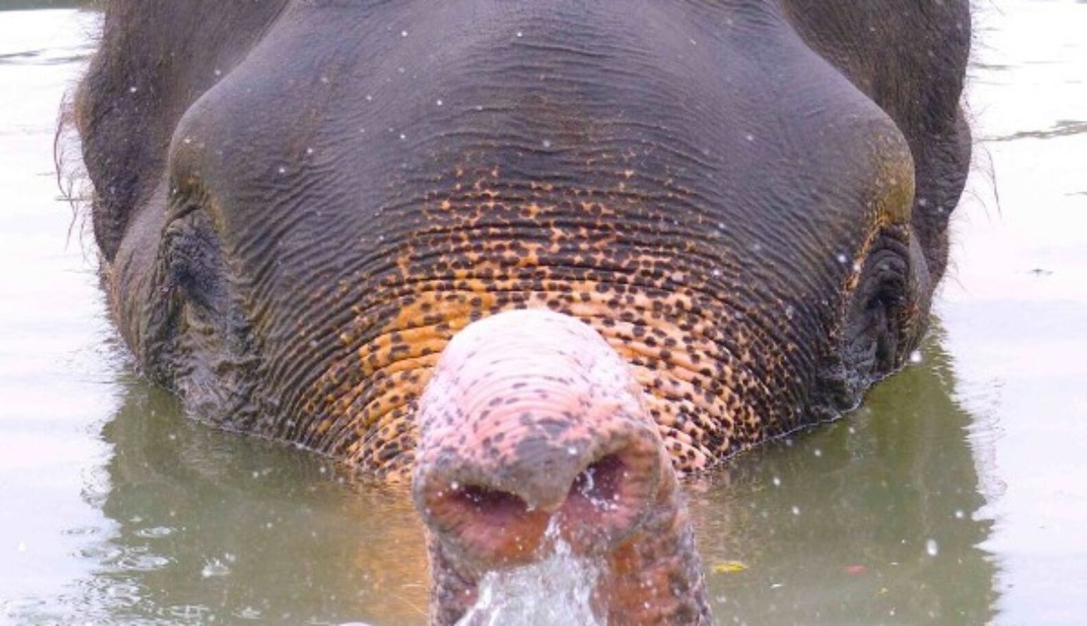 Once "Weeping," Now The Elephant Raju Is Basking In Freedom - The Dodo