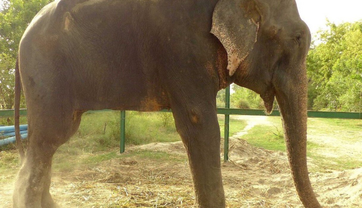 Once "Weeping," Now The Elephant Raju Is Basking In Freedom - The Dodo
