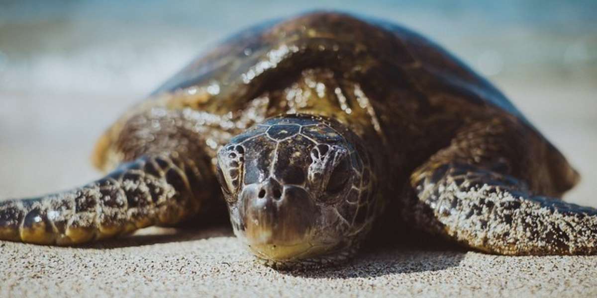 How You Can Prevent Nurdles From Taking Over The Ocean And Suffocating ...