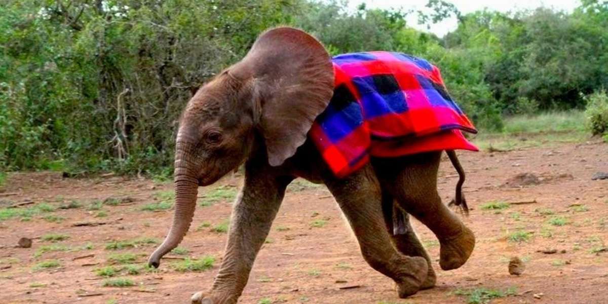 9 Reasons To Celebrate Elephants - The Dodo