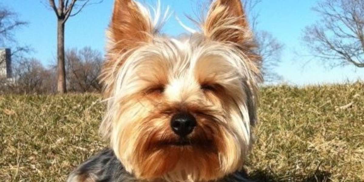 Yorkie Helps Doctor Come To Terms With Illness, Inspires Non-Profit ...