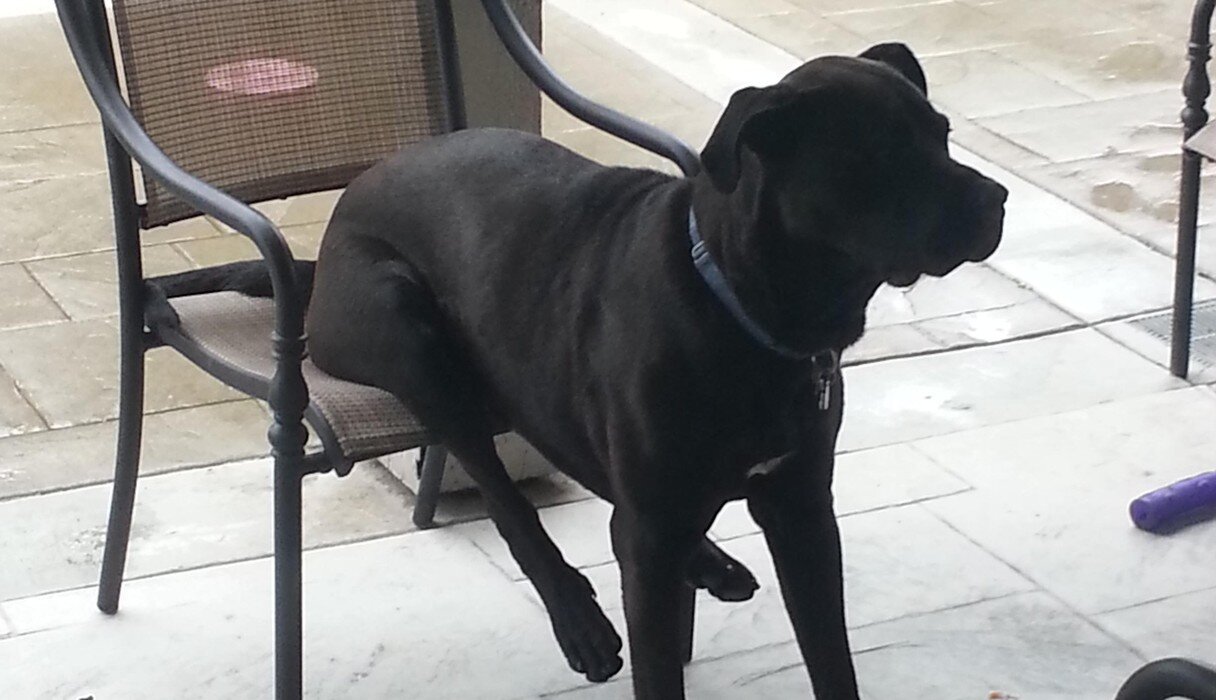 11 Dogs Who Found The Perfect Place To Sit - The Dodo