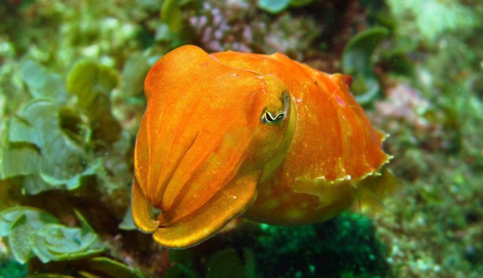 7 Reasons Cuttlefish Are Absolutely Fascinating Sea Creatures - The Dodo