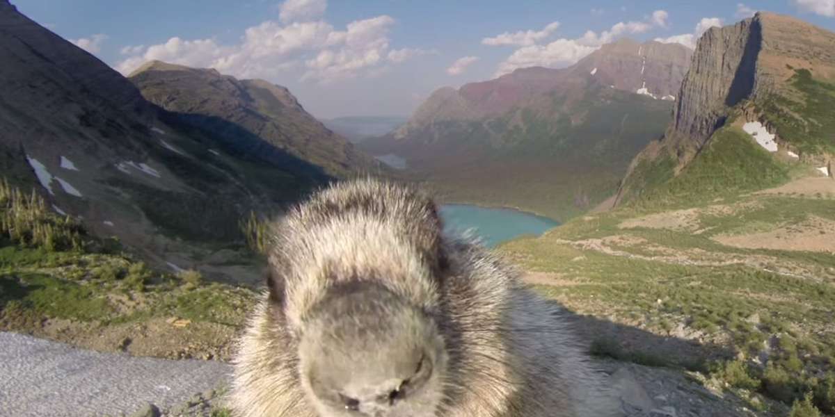 Cute Marmot Just Wants To Give You A Smooch - The Dodo
