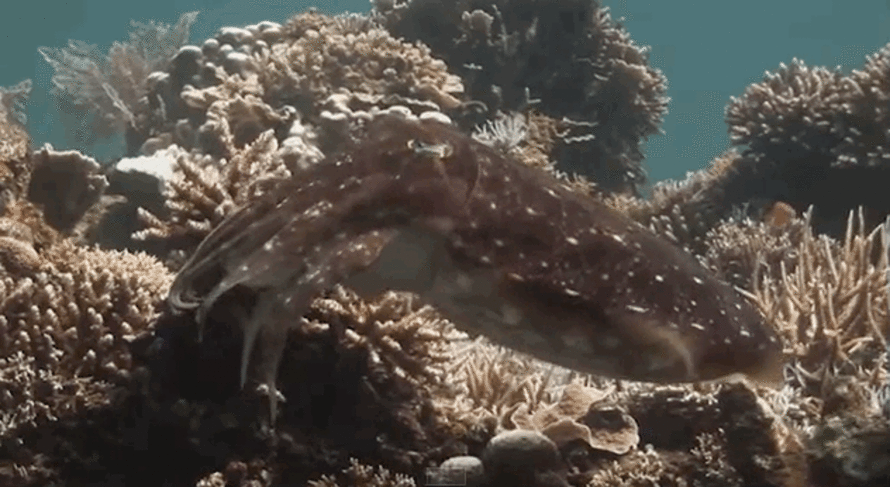 7 Reasons Cuttlefish Are Absolutely Fascinating Sea Creatures - The Dodo