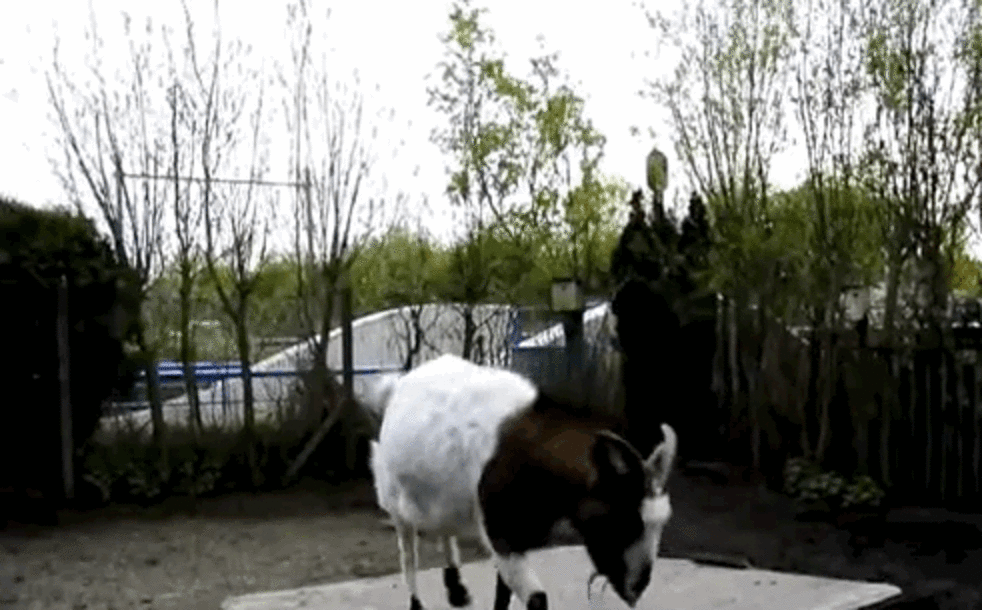 Watch: Sporty Goat Prefers To Play Catch By Headbutting The Ball - The Dodo