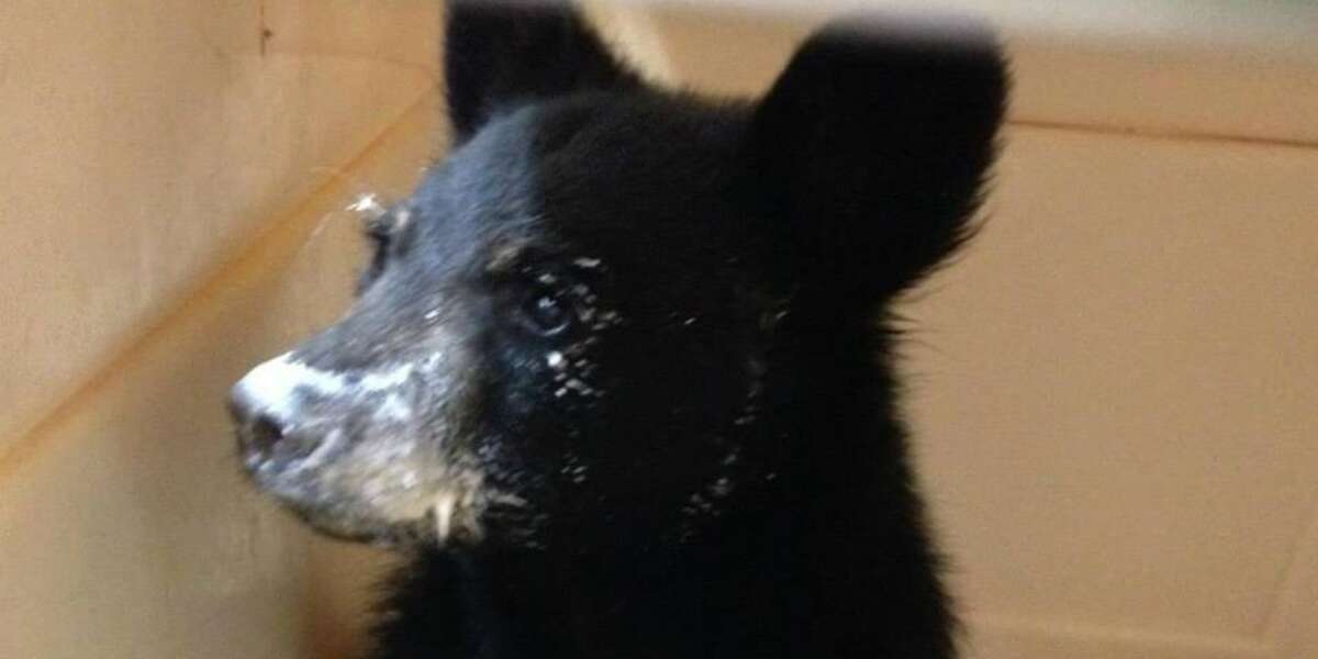 Tiny Bear Cub With Broken Leg Rescued By Determined Driver - The Dodo