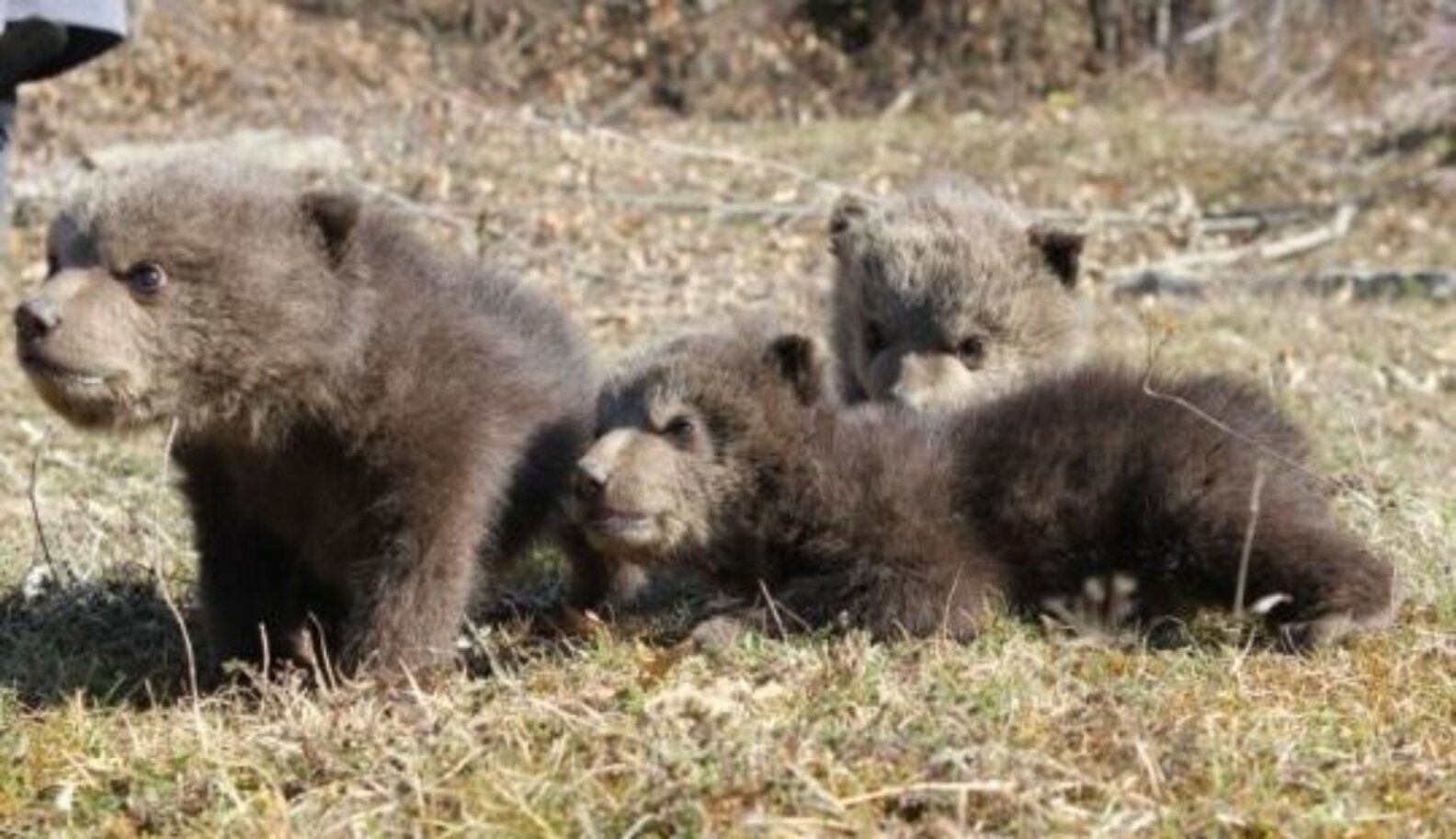 Three Little Rescued Bears Feel The Forest Floor For The First Time ...