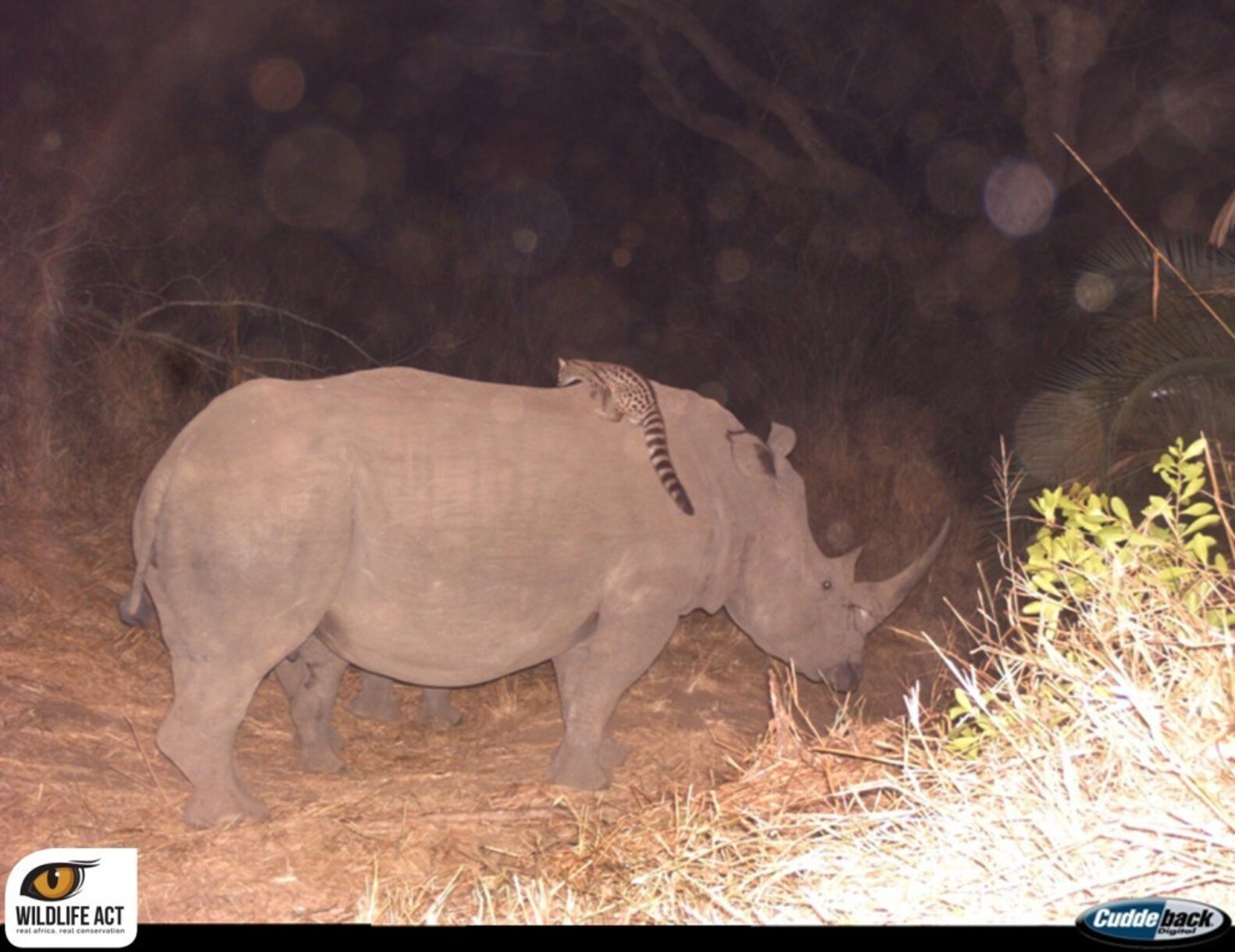 Camera Trap Snaps Evidence of 'Bizarre' Friendship Between A Rhino And ...